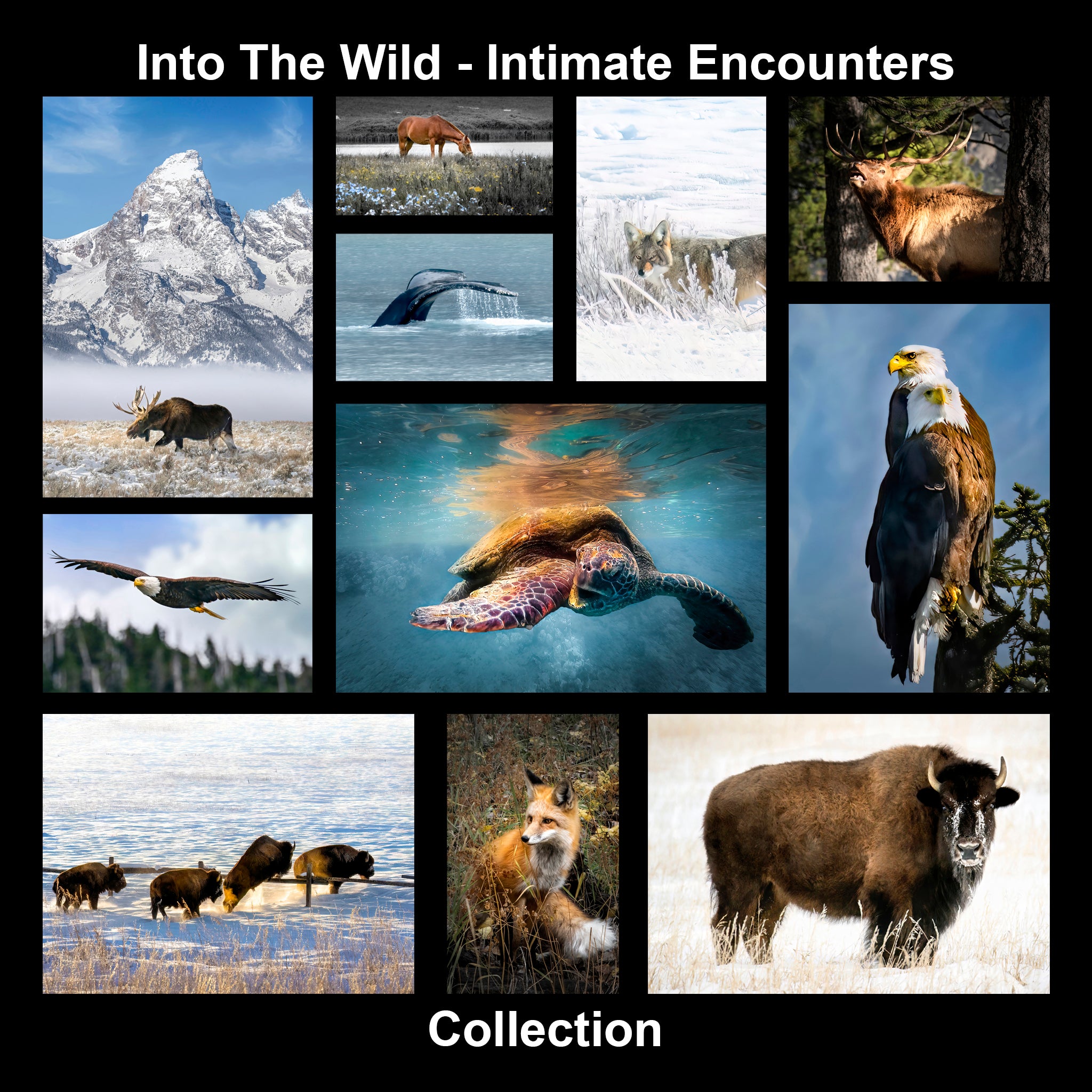"Into the Wild - Intimate Encounters" collection – KyleWhaleyPhotoArt